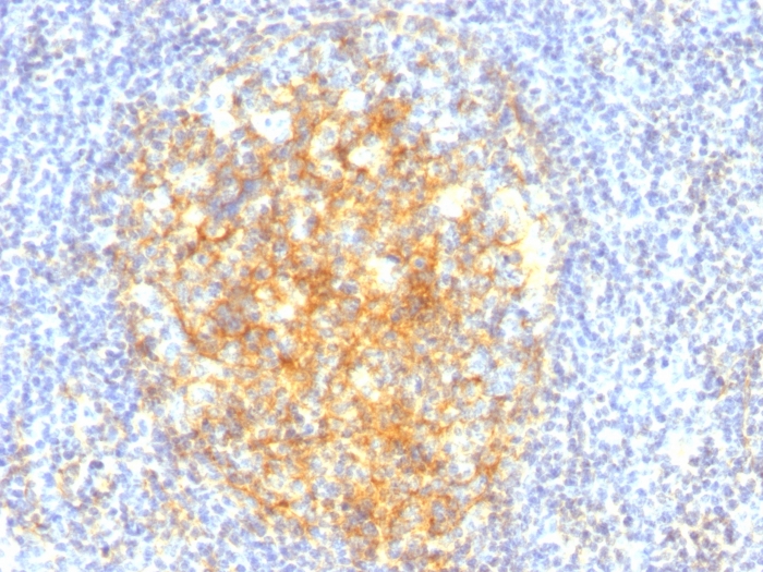 CD106 / VCAM1 (Activated Endothelial Cell Marker) Antibody - Clone ...