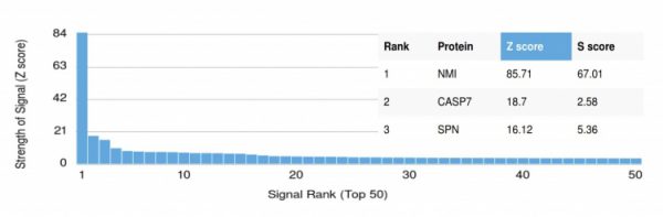 N myc (and STAT) Interactor / NMI Antibody - Clone PCRP-NMI-1C1 - Gene ...