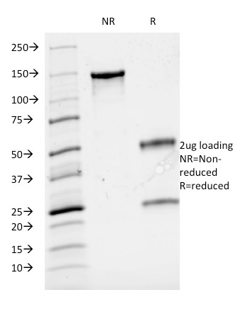 CD3e (T-Cell Marker) Antibody - Clone UCHT1 - Gene ID 916